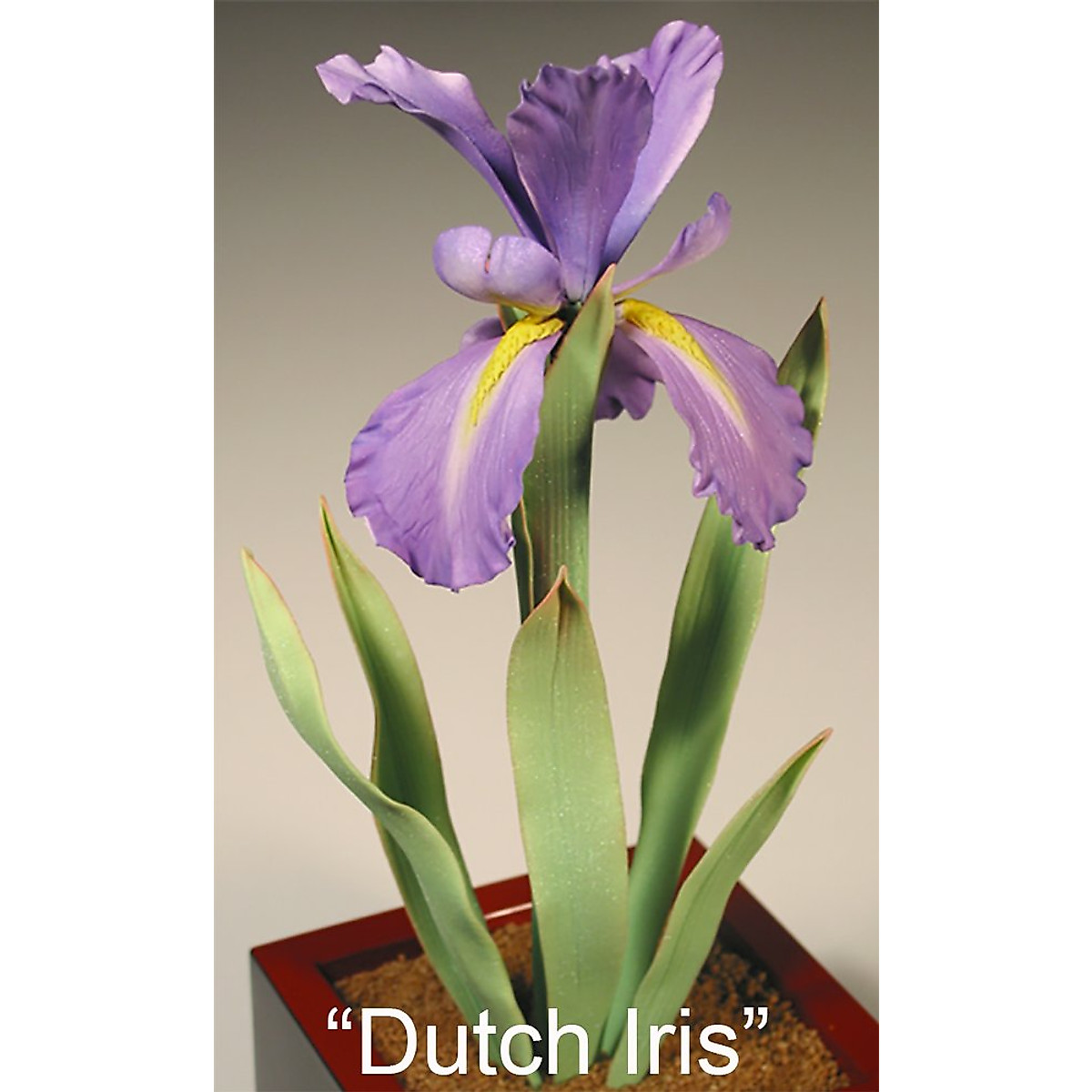 Dutch Iris Cutter Set (small) by WSA