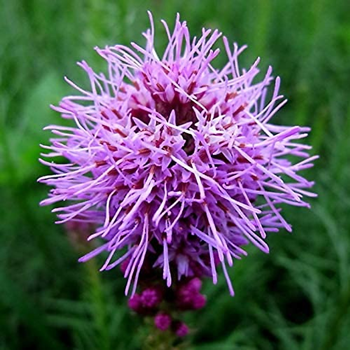 1Package of 25000-500000 Seeds, Perennial Wildflower Mixture (100% Pure Live Seed) Non-GMO Seeds (50g)