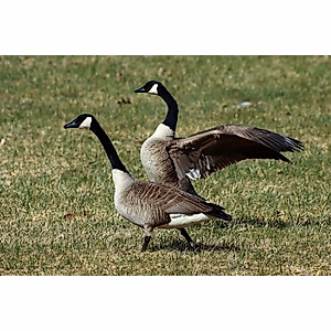 Sigma SD15 14MP X3 FOVEON CMOS Digital SLR with 3.0 inch LCD