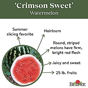 Burpee Crimson Sweet Watermelon Seeds 100 seeds