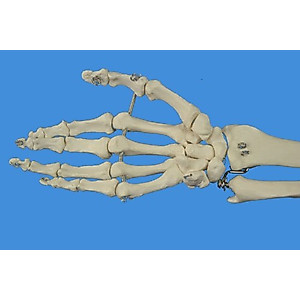 Wellden Product Anatomical Human Right Hand with Ulna and Radius Skeleton Model, Life Size