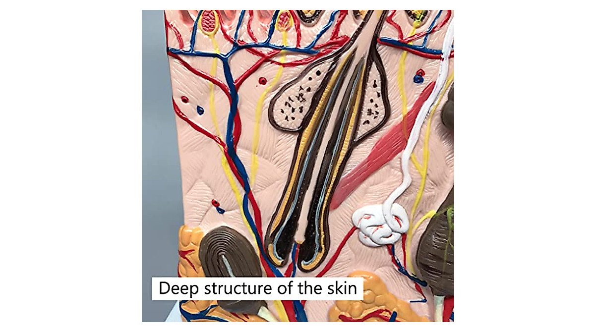 HIRNER Skin Anatomy Model - 70x Magnification for Teaching