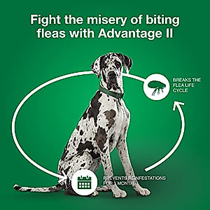 Advantage II XL Dog Vet-Recommended Flea Treatment & Prevention | Dogs Over 55 lbs. | 4-Month Supply