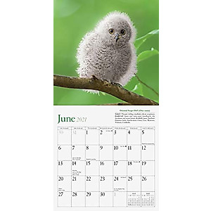 Audubon Little Owls Mini Wall Calendar 2021