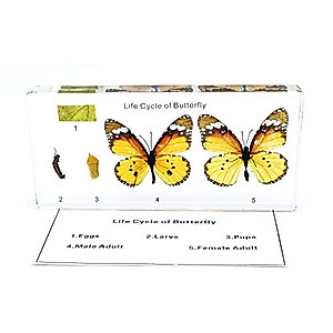 Lifecycle of a Butterfly in Resin Block Paperweight Paperweights Science Classroom Specimens for Science Education