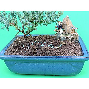 Fertilized Juniper Bonsai Tree with Blue Glazed Handmade vase Sold by JM Bamboo