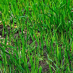 Winter Rye Grass Seed Grass Seed Fall Mix Ryegrass Seeds for Lawn No Till Food Plot Seed,Fall Cover Crop Seed Mix 5 lbs by Old Cobblers Farm