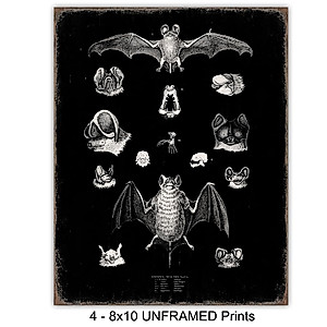 Black Bats Gothic Wall Decor - Vintage Retro Wall Art & Decor - Room or Home Decor - Hipster decoration - Horror Vampire bat Gift - Creepy Scary Anatomical Picture Poster print Set 8x10 UNFRAMED
