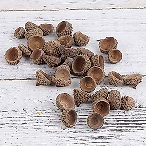 Ciieeo Natural Acorns Top Bulk Real Rustic Acorns Caps for Craft Christmas Thanksgiving Pine Cone Ornament Winter Xmas Tree Wreath Vase Filler Decoration 50PCS
