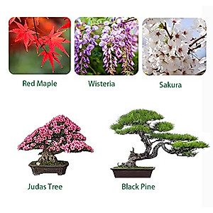 Bonsai Tree Seeds 5 Types, Wisteria Seeds, Black Pine Seeds, Sakura Seeds, Red Maple Seeds, Judas Tree Seeds, Highly Prized for Bonsai (100pcs)