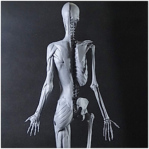 Male&Female Human Anatomy Figure Anatomical Skull Head Body Muscle Bone and Skin Model Lab Supplies, Anatomical Reference for Artists,60cm