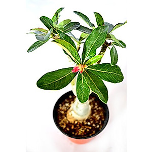 9GreenBox - Black Fire Desert Rose