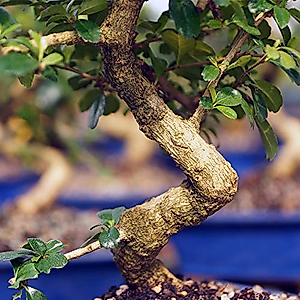 Brussel's Bonsai Live Fukien Tea Bonsai Tree - Small, 6 Year, 6 to 8 inches Tall - Indoor Bonsai Tree Live with Grower Bonsai Pot