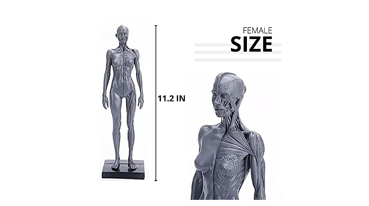 Human Anatomy Figure for Artists and Medical Students