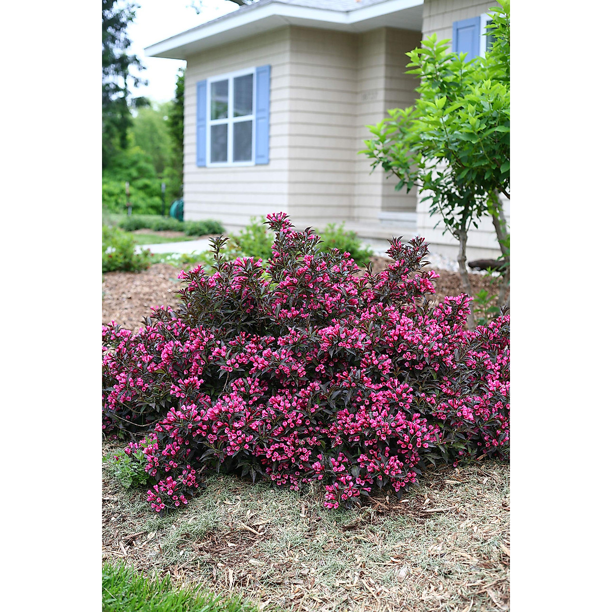 Proven Winner Spilled Wine Weigela, 2 Gal, Bright Pink Flowers and Deep Purple Foliage
