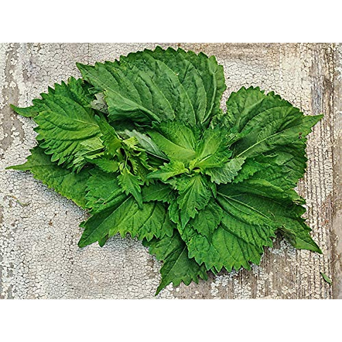Gaea's Blessing Seeds - Green Shiso Seeds (Perilla), Heirloom Non-GMO Seeds with Easy to Follow Planting Instructions, Kaori Ao Shiso, Open-Pollinated, 94% Germination Rate
