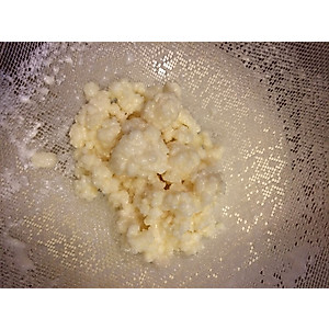 Tibetan Kefir Grains Mushrooms Bulgaros Pajaritos Probiotic Healthy Diet Natural