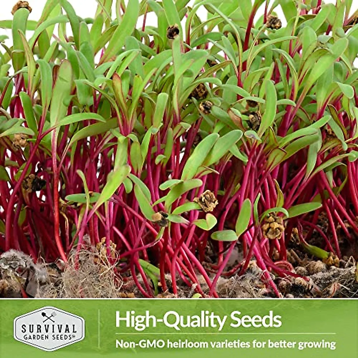 Survival Garden Seeds Beet Microgreens for Sprouting and Growing - 3 Packs - Sprout Green Leafy Micro Vegetable Plants Indoors - Grow A Mini Windowsill Garden - Non-GMO Heirloom Variety