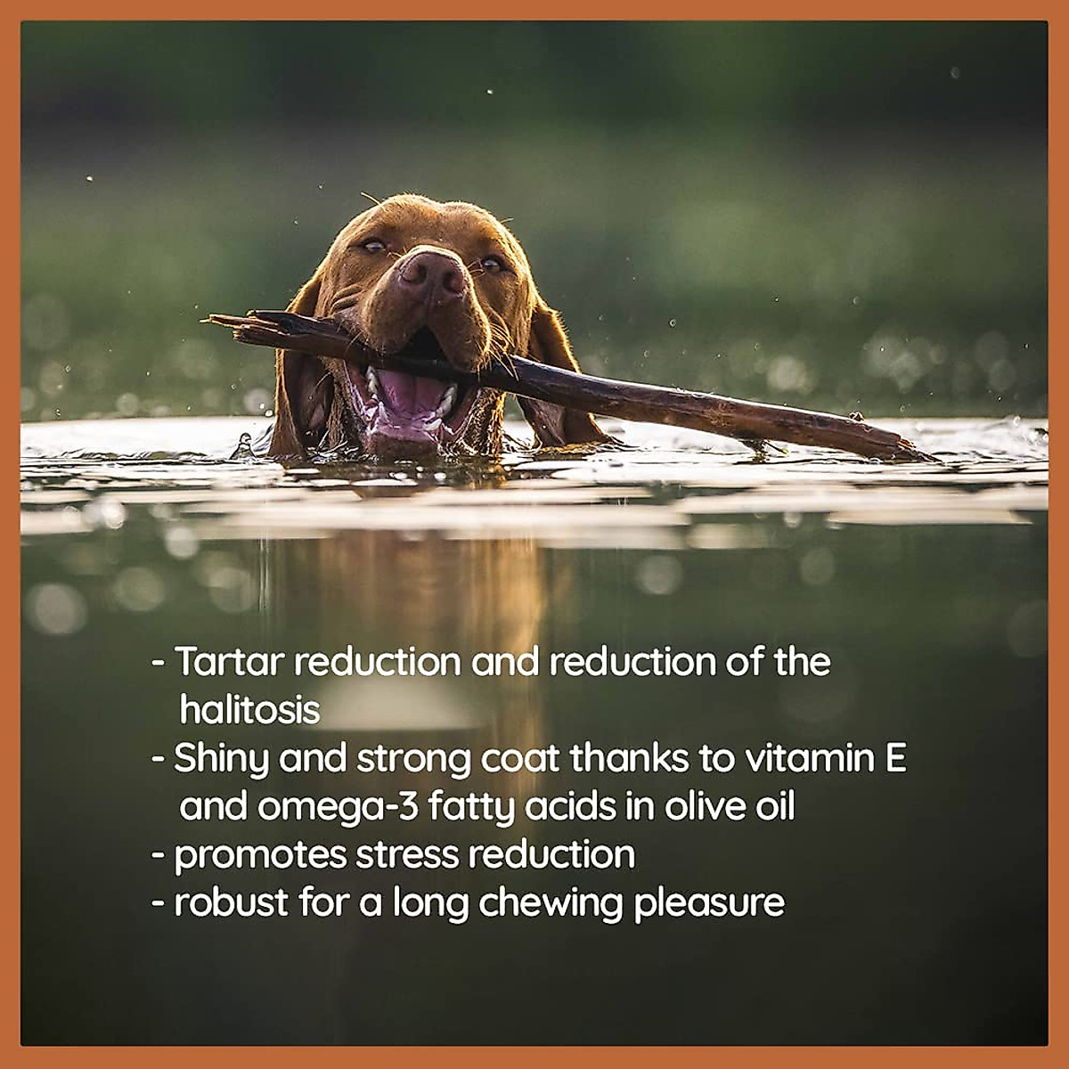 Wildfang® Olive Wood Dog Chew Puppy Teething Toys Dog Stick Toy-Long Lasting Natural Chew Toys for Dogs, Root Chews for Dogs, Wooden Dog Chew Stick, Tree Root Dog Bones, Wood Chew for All Dogs-Large