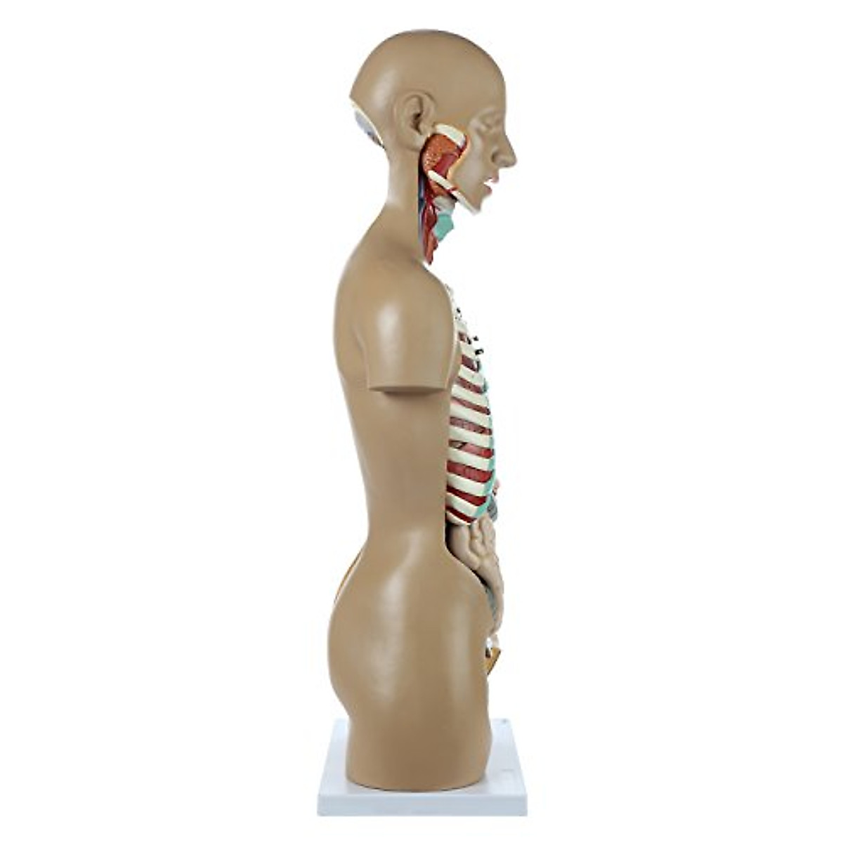 Axis Scientific 18-Part Premium Unisex Human Torso Model | Detailed Life-Size Human Body Model has 18 Removable Human Organs | Includes Detailed Product Manual