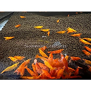 Swimming Creatures 10 Orange Sunkist Neocaridina Freshwater Aquarium Shrimp. Live Arrival Guarantee.
