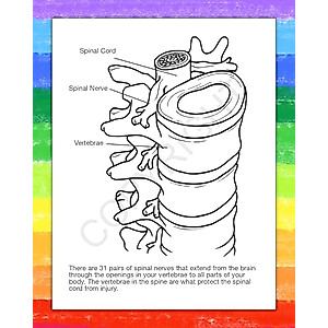 ZoCo - A Visit to The Chiropractor's Office - Educational Coloring Books (50 Bulk Pack, Without Crayons) - Chiropractor Supplies - Activities for Kids
