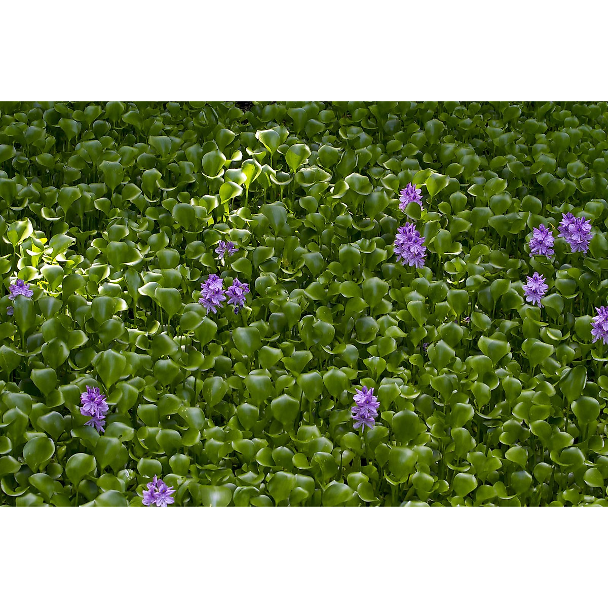 Three (3) Premium Water Hyacinth Floating Aquatic Live Tropical Plants