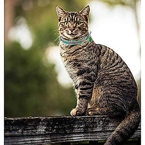 Custom Breakaway Cat Collar Personalized Cat-ID Collar Embroidered Pet Name Phone Safety Collars with Bell