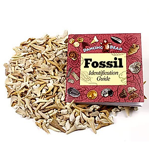 SHARK TEETH Fossils (1 Pound) Bulk Wholesale, Grade A & B Mix Genuine Moroccan, 50-60 Million Years old (Paleocene Period), Real Authentic Shark Tooth Collection, and Fossil Book & ID Card