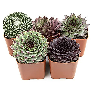 Sempervivum Succulents Plants Live Indoor Plants (5PK), Sempervivum Plants Live Houseplants, Hen and Chicks Live Plants Indoor House Plants, Rosette Succulent Plants in Plant Pots by Plants for Pets
