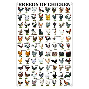 Breeds of Chickens Poster Wall Art Home Decor Vintage Metal Tin Signs Coffee Shop Plate Iron Painting Warn Retro Novelty Funny Humorous Bar Pub Restaurant Kitchen Tin Sign Wall 8x12 Inch