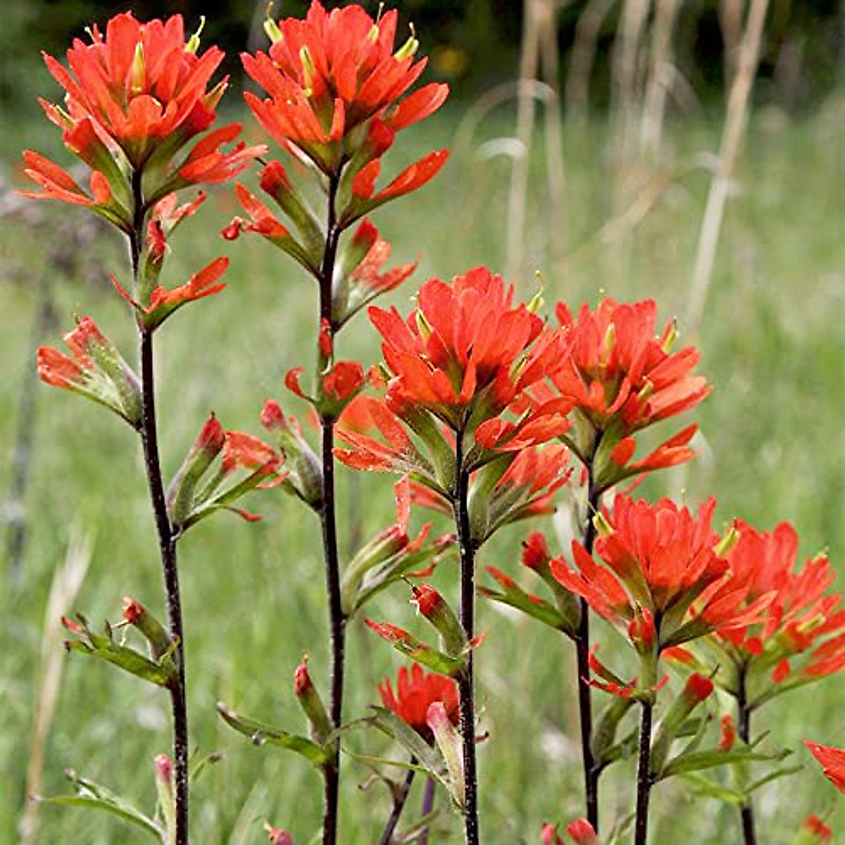 QAUZUY GARDEN Scarlet Indian Paintbrush Castilleja Prairie-Fire 340 Seed Drought Tolerant Rare Tropical Exotic Flower Striking Landscape Plant for Garden