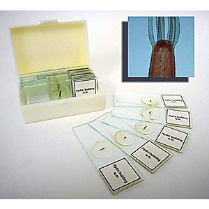 Prepared Slide, Hydra Budding, Classpack of 15 Sides