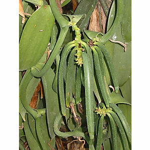 25 Tahitian Extract Grade B Vanilla Beans 4~6" by Vanilla Products USA