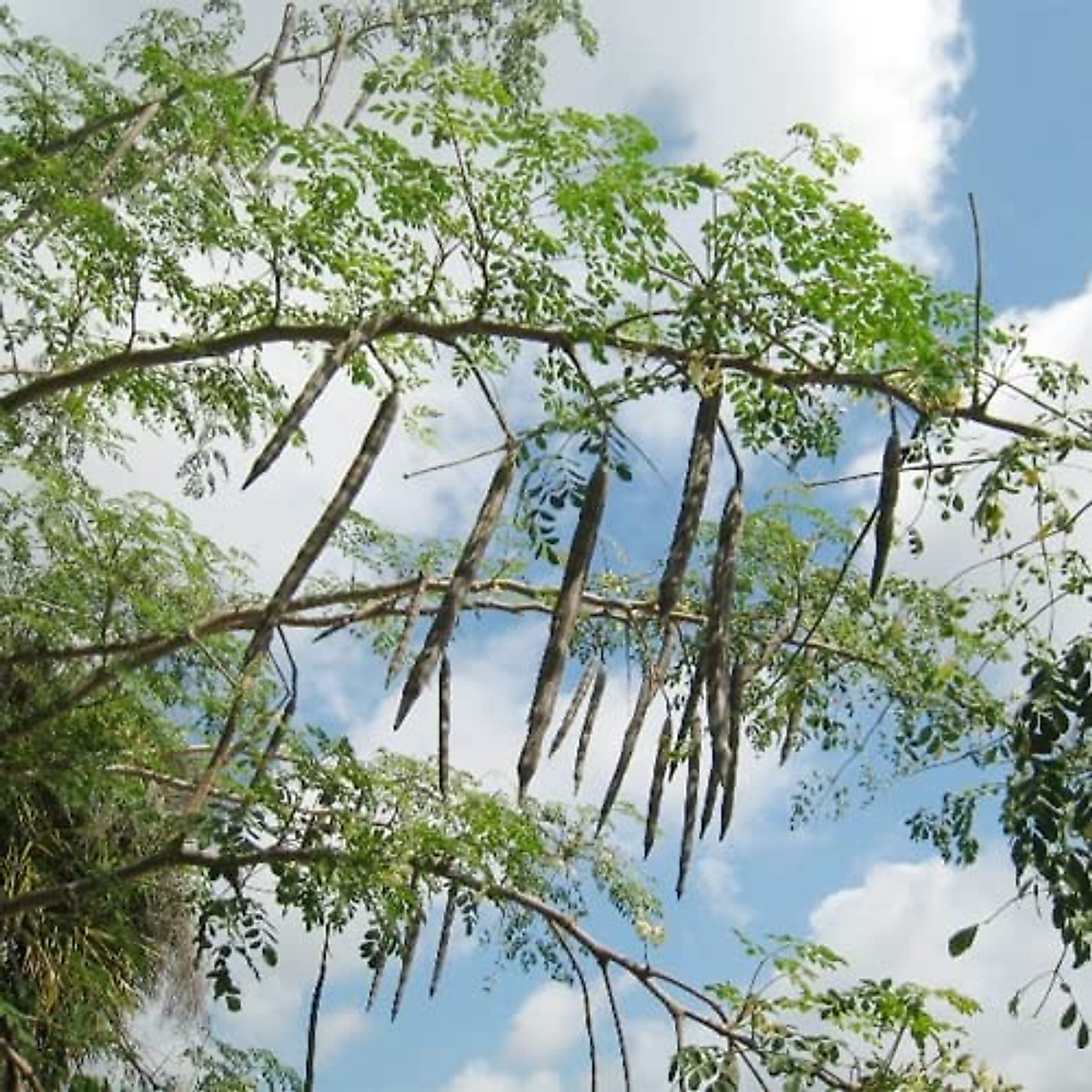 QAUZUY GARDEN 50 Moringa Plant Seeds Premium Horseradish Tree Miracle Tree Seeds - Fast-Growing & Drought Tolerant - Perennial Tropical Exotic Tree Seeds