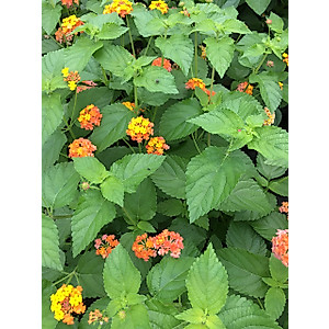 Lantana Camara Flowers - Two (2) Mixed Starter Live Plants - Not Seeds - Natural Mosquito Repellant Garden - Attract Hummingbirds & Butterflies - in 4 inch Pots