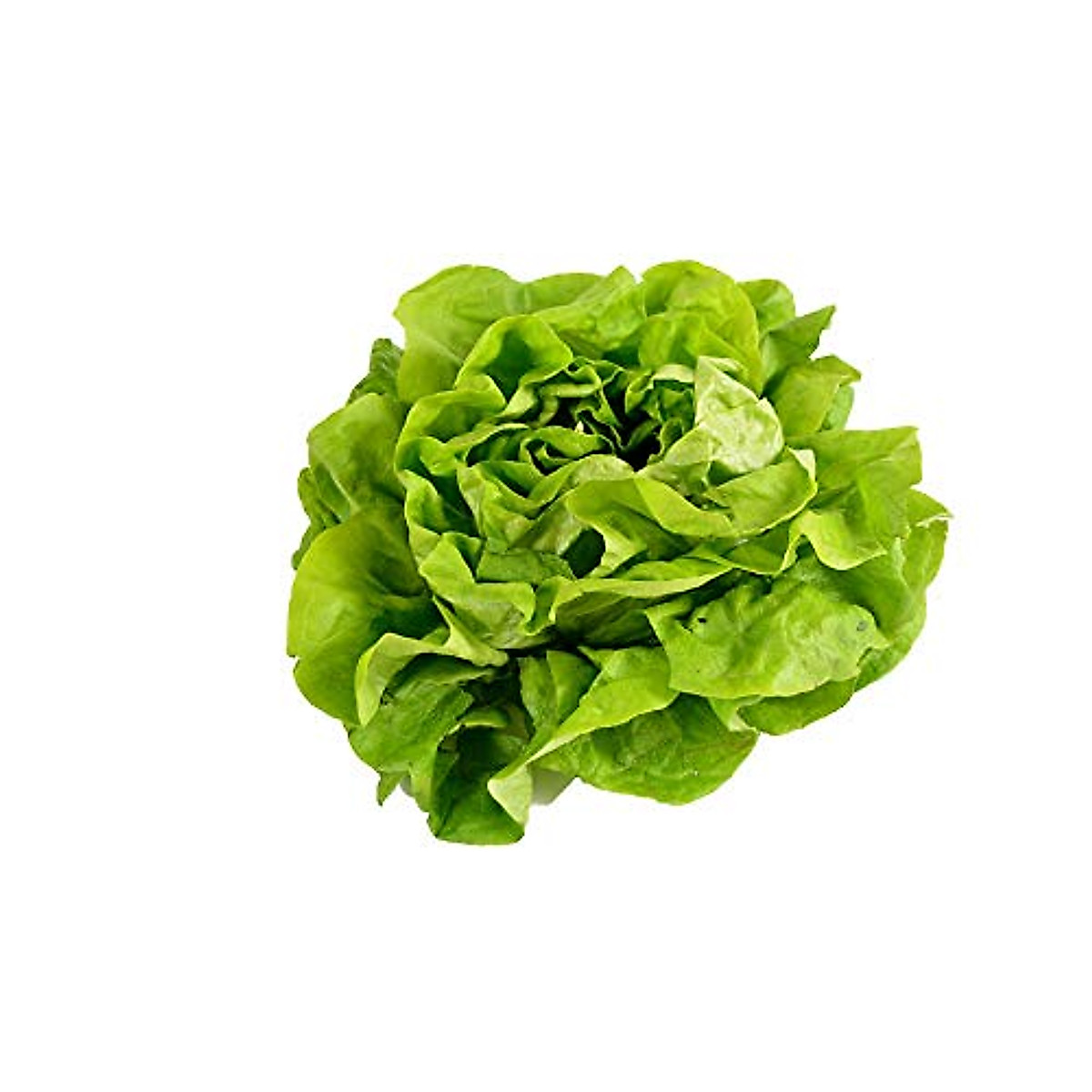 500 Buttercrunch Lettuce Seeds for Planting - Heirloom Non-GMO Vegetable Seeds for Planting - Hydroponics - Microgreens - AKA Butterhead Lettuce, Boston Lettuce, Bibb Lettuce Lactuca Sativa
