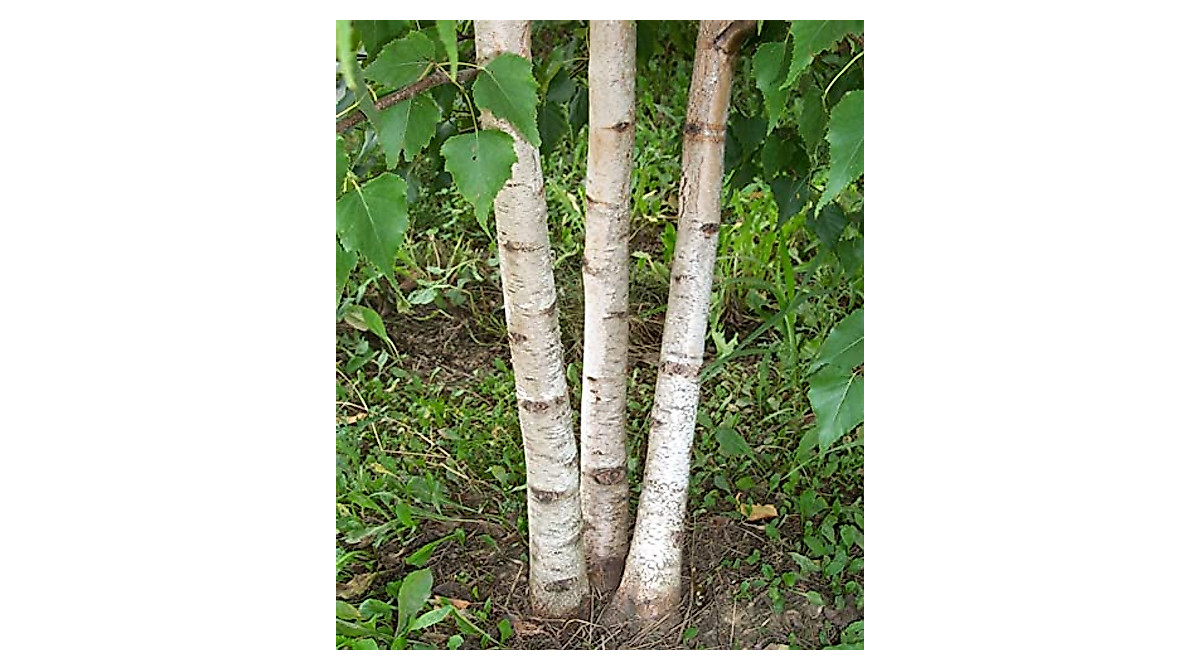 White Paper Birch Seeds - Fast Growing Betula Papyrifera Trees for ...