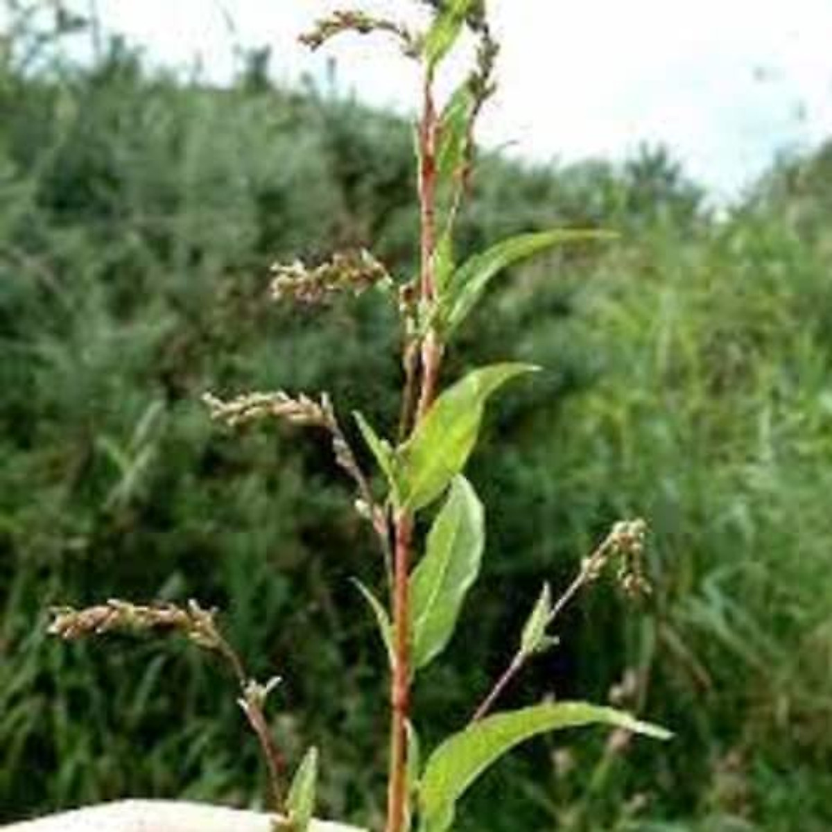 CHUXAY GARDEN 1000 Seeds Persicaria Hydropiper,Water Pepper,Marshpepper Knotweed,Arse Amart,Tade Annual Herb Plant Edible Decorative Spices Tingling Taste Great for Cooking