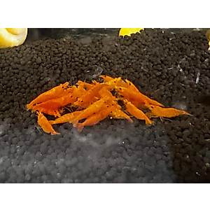 Swimming Creatures 10 Orange Sunkist Neocaridina Freshwater Aquarium Shrimp. Live Arrival Guarantee.