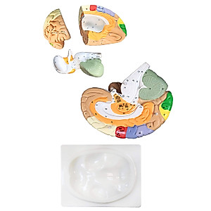 Parco Scientific PB00060 2x Color Coded Functional Brain-4 Parts | Identify Intellectual, Motor and Sensory Centers | 9 Colors to Differentiate Region of Brain | Hand-Numbered 120 Features W Key Card