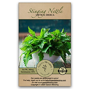 Gaea's Blessing Seeds - Stinging Nettle Seeds - Non-GMO Seeds with Easy to Follow Instructions - Open-Pollinated Heirloom 95% Germination