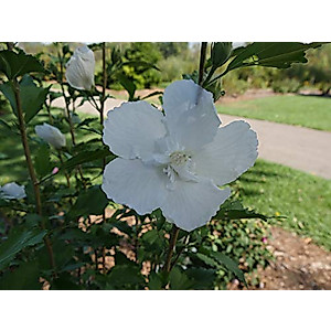 Proven Winners HIBPRC2417800 White Pillar Live Shrub 4.5" Quart