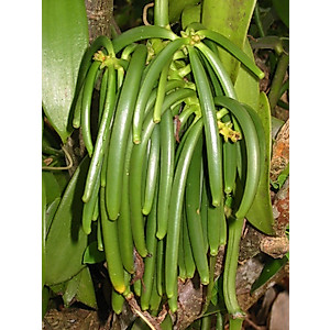 25 Tahitian Extract Grade B Vanilla Beans 4~6" by Vanilla Products USA