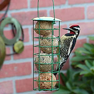 Pacific Bird & Supply Co Insect + Hot Pepper Suet Balls PB-0100 (12 Pack)