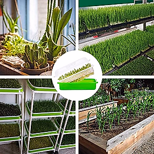 Legigo 5 Pack Seed Sprouter Trays with Lids- Soil-Free Cultivation Germination Tray, BPA Free Micro Greens Growing Trays Seed Sprouting Trays Kit with Germinating Paper for Wheatgrass, Beans and More