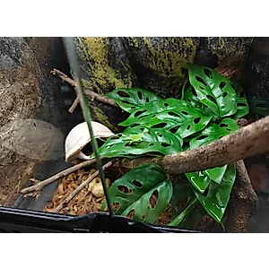 Woyrise Reptile Artificial Plants with Base, Terrarium Decor Amphibian Habitat Plant, Bearded Dragon Tank Accessories fit Gecko Lizard Chameleon Snake Frog - Monstera Adansonni