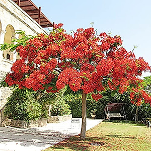 QAUZUY GARDEN 20 Seeds Delonix Regia B6 Royal Poinciana Flamboyant Flame Tree Gulmohar Showy Evergreen Tree Drought Tolerant Fast-Growing Low-Maintenance