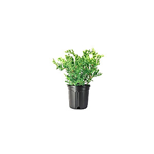 San Jose Juniper | 2 Live Gallon Size Plants | Juniperus Chinensis | Bonsai Drought Tolerant Cold Hardy Evergreen Groundcover