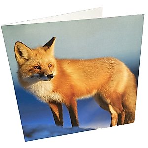 Maturi Fox Photographic Blank Birthday Greetings Card, 6" x 6" Square
